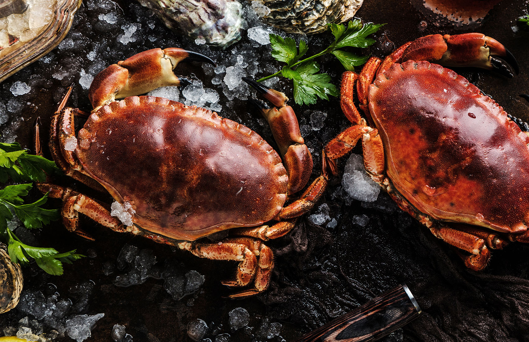 Taschenkrebse in der Nordsee | Küstengeflüster